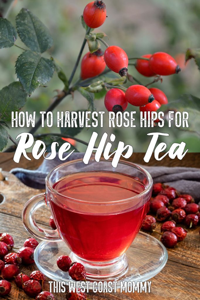 How to Harvest Rose Hips for Delicious and Healthful Rose Hip Tea ...